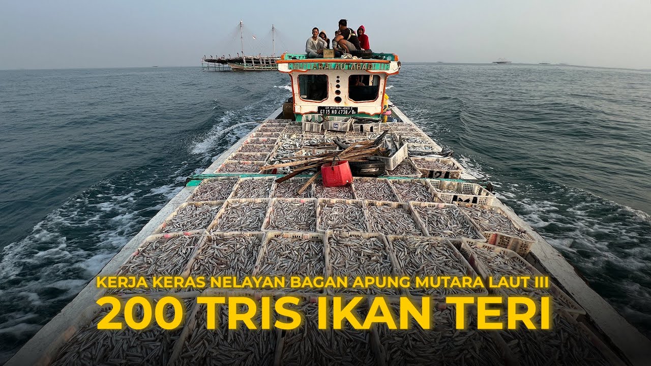MENJEMPUT HASIL TANGKAPAN BAGAN APUNG MUTIARA LAUT 3 - YouTube