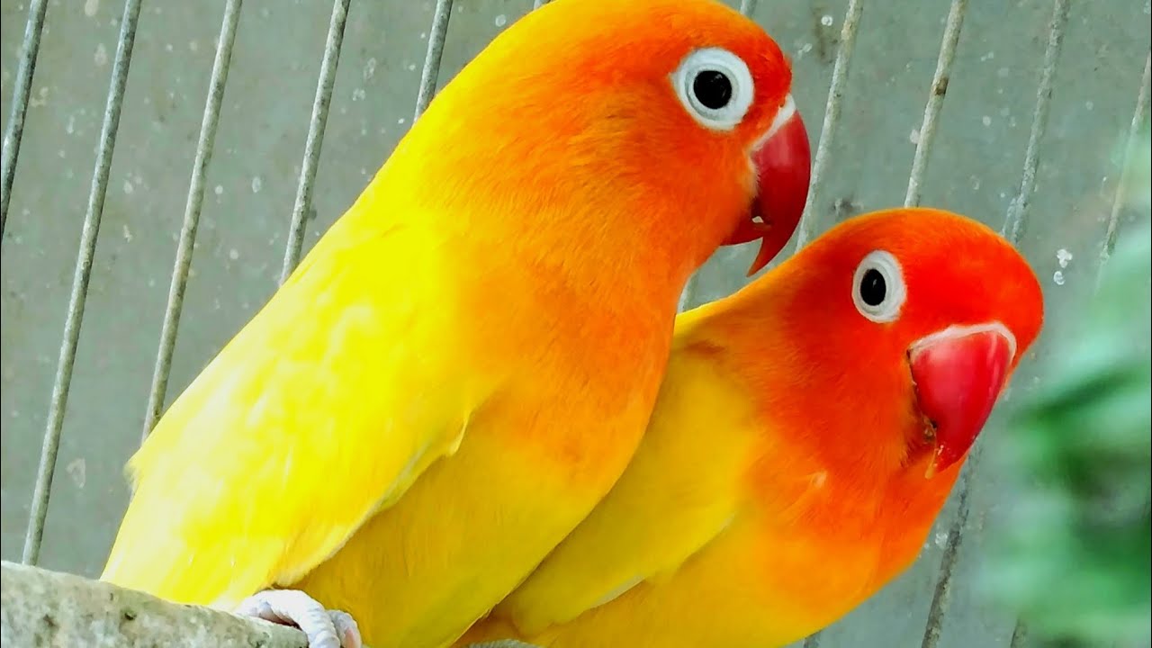 lotino personada chicks 4 months ready ro jump birds singing # ...