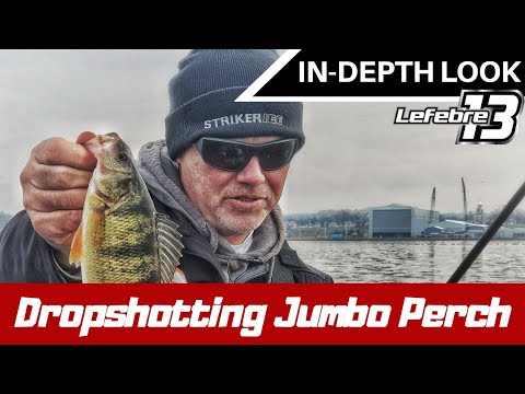 How To Catch Perch With A Drop Shot - YouTube
