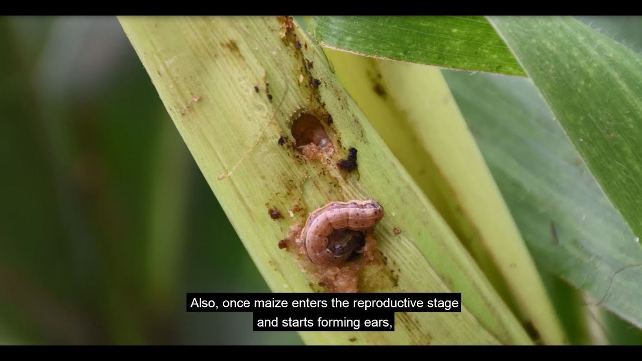 How to Identify and Scout for Fall Armyworm in Laos ວິທີຈຳແນກ ແລະ ...
