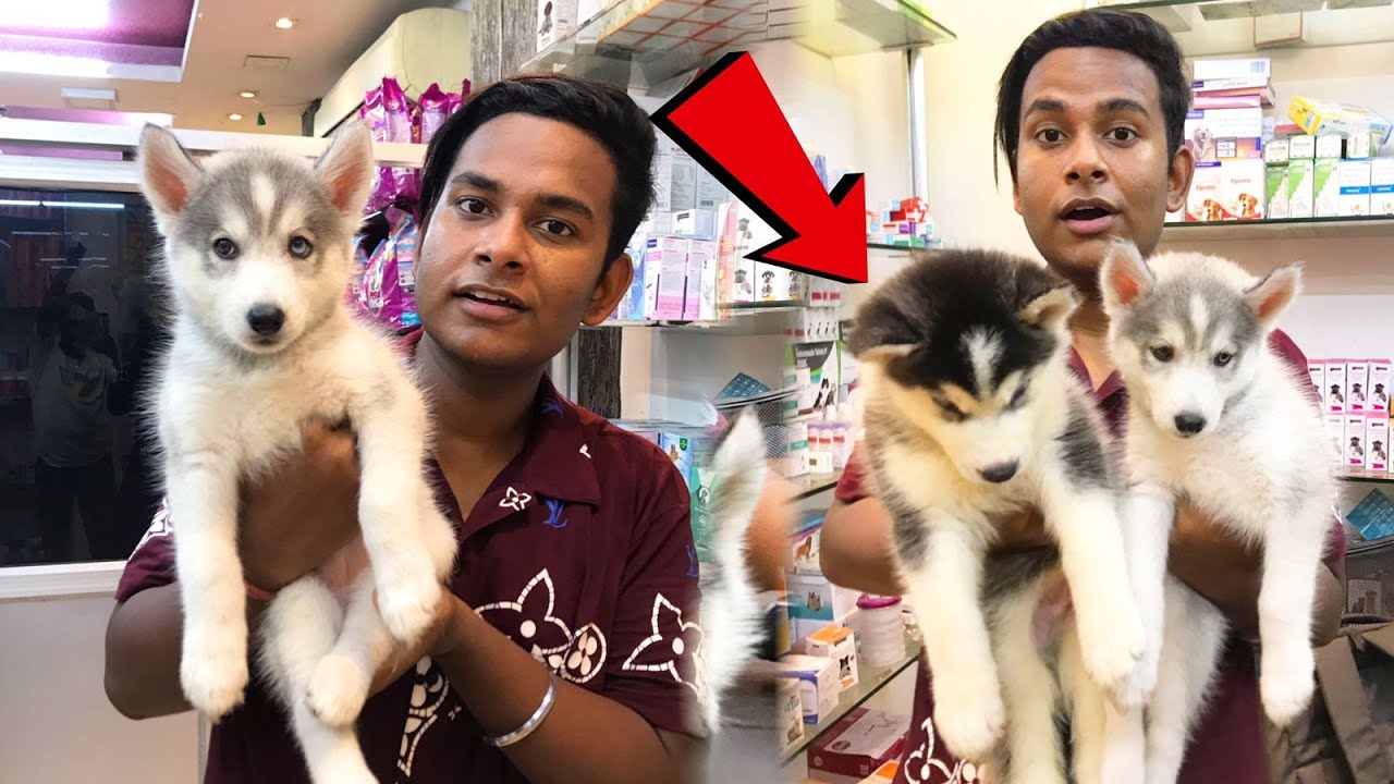 Finally Buying An Exotic Husky Dog From YOUTUBE MONEY😍💸 - YouTube