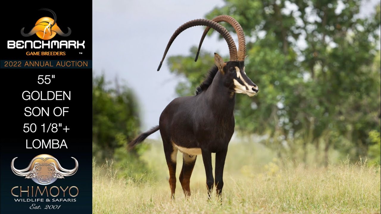 55” Golden - magnificent Sable bull, still growing - YouTube