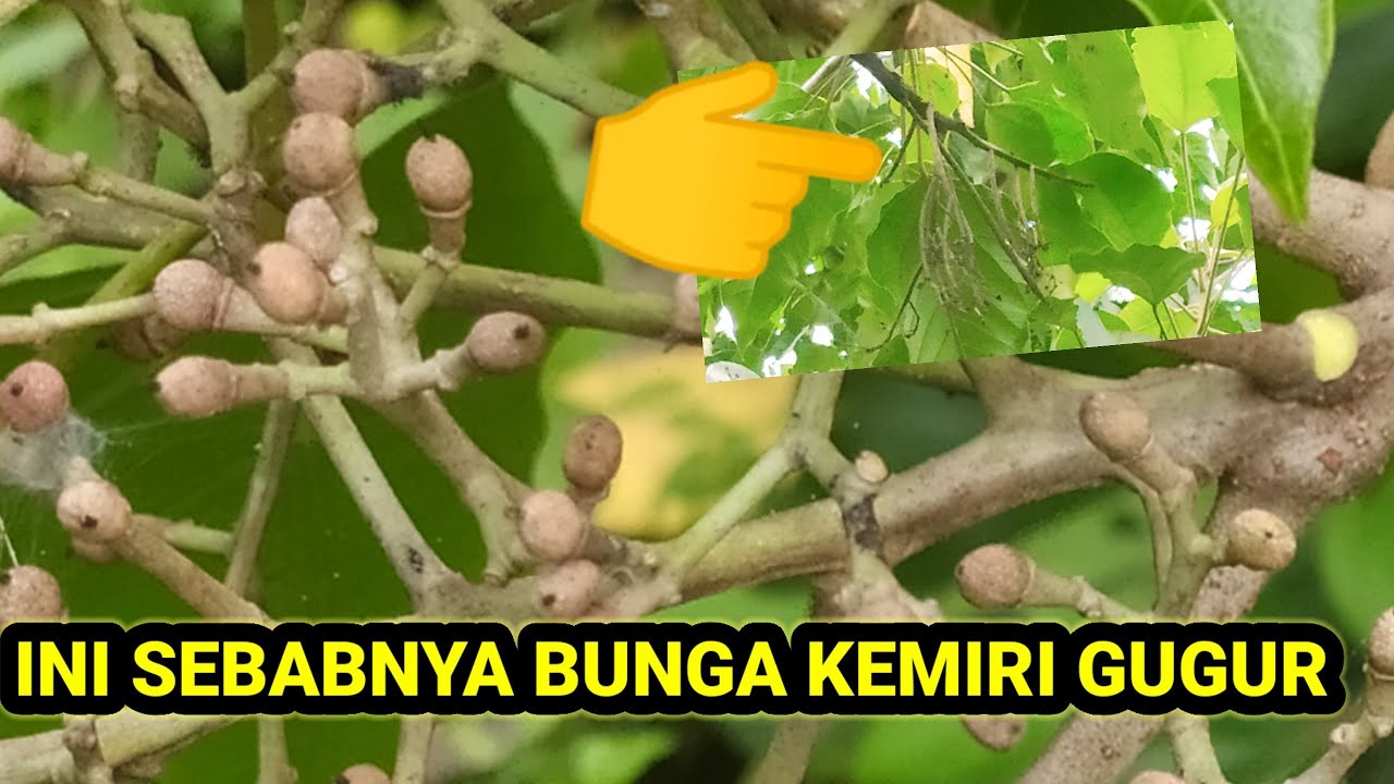 ini sebabnya bunga kemiri rontok - YouTube