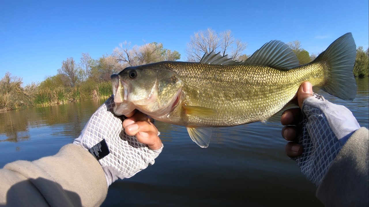 Pesca en bote y con traje, bass fishing - YouTube