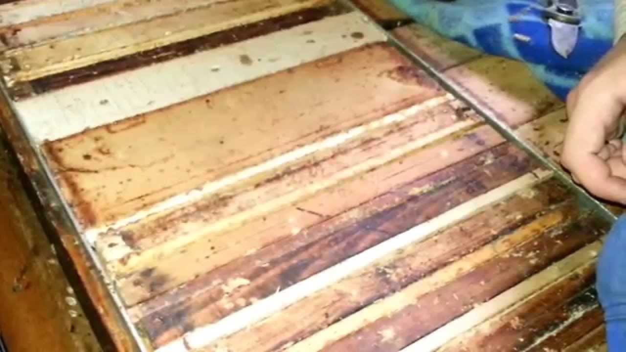 PASKI BIOWAR 500 JAK STOSOWAĆ - YouTube
