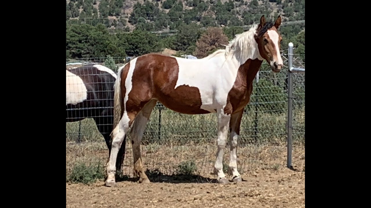 Eight Mile Ranch Painted Lady - YouTube