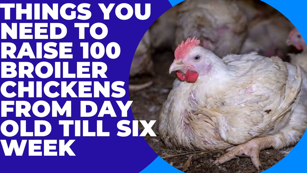 Things You Need To Raise Hundred (100) Broiler Chicken from Day Old Till Six Week. - YouTube