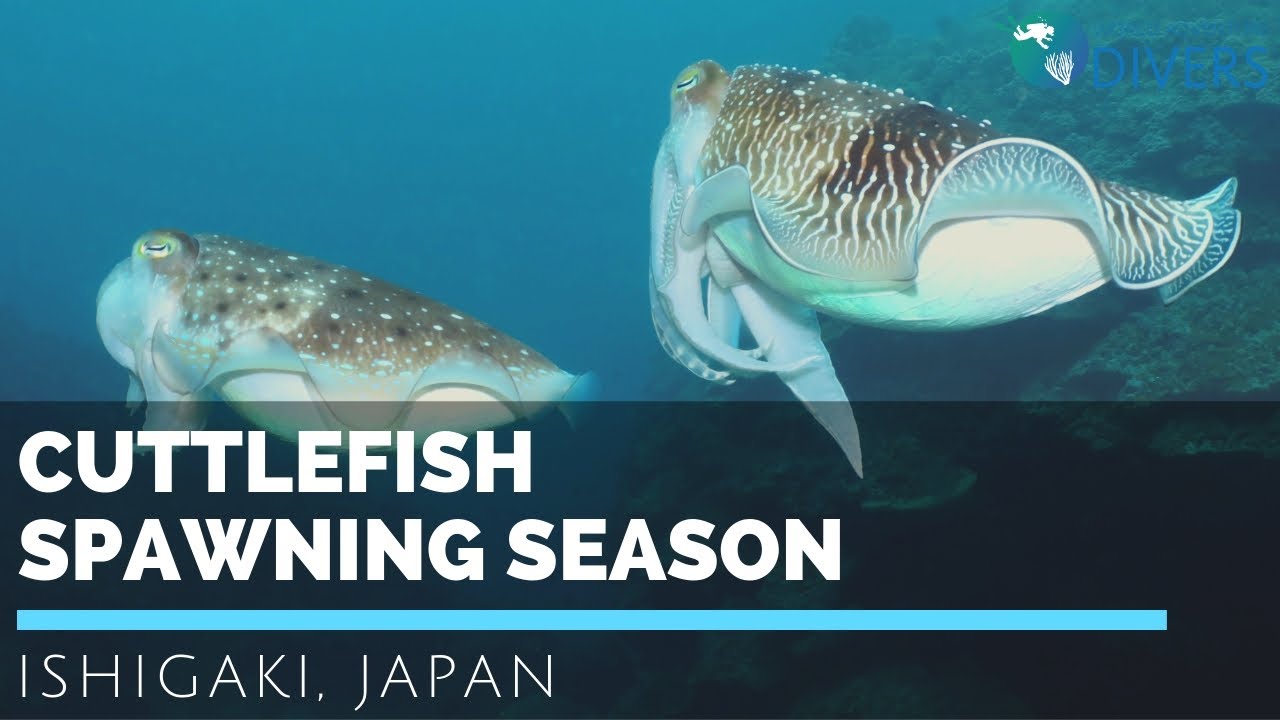 Scuba diving in Japan : Cuttlefish spawning season - YouTube