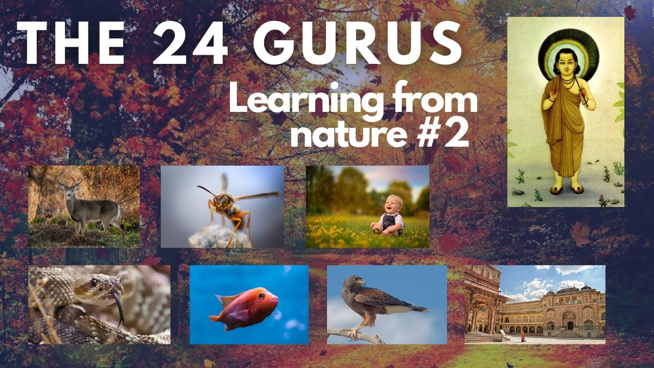 The 24 Gurus - Learning from Nature (part 2) - YouTube