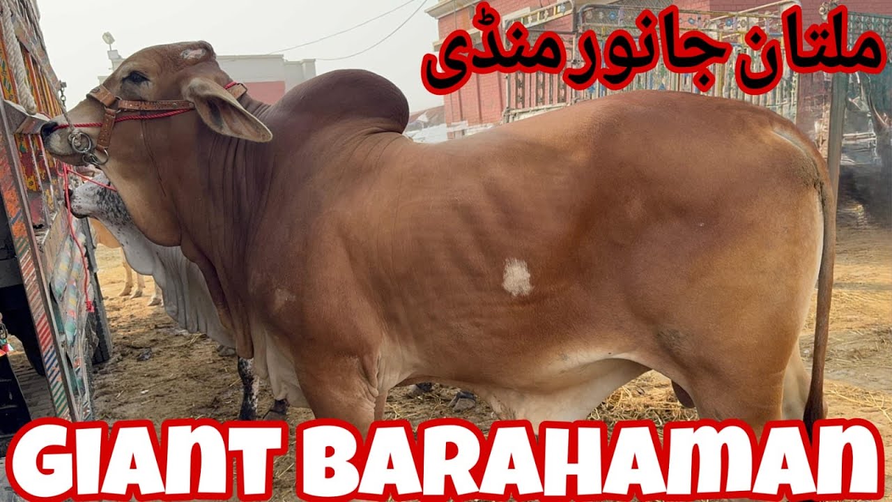 Giant Barahman | Multan Janwar Mandi Latest Rates Updates ...