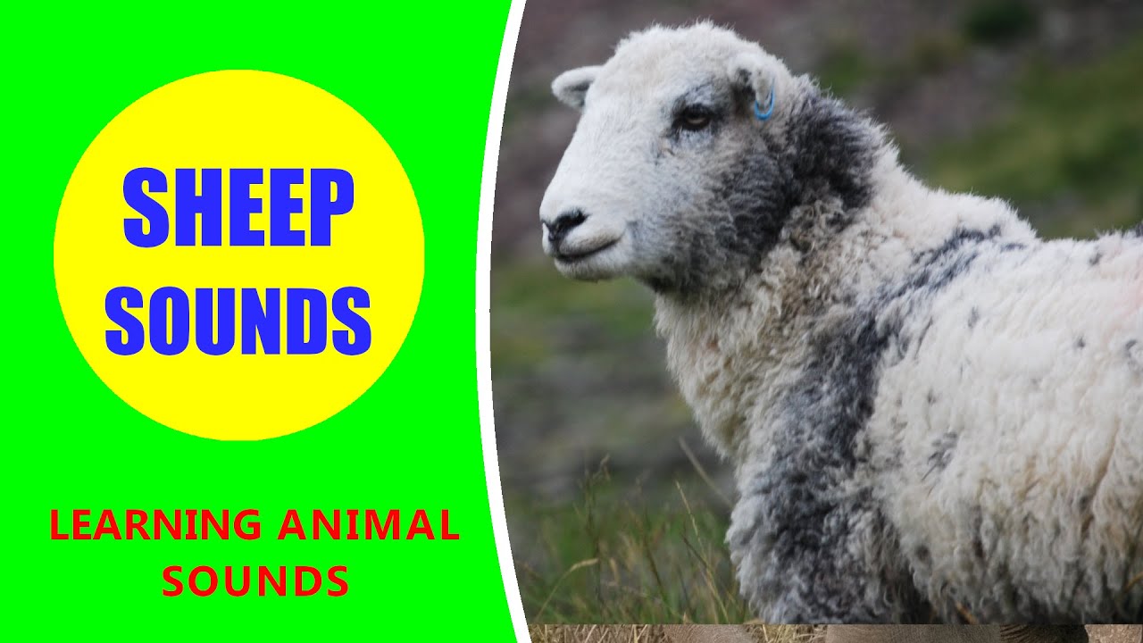 SHEEP SOUNDS | Learn Animals and Sounds #shorts - YouTube