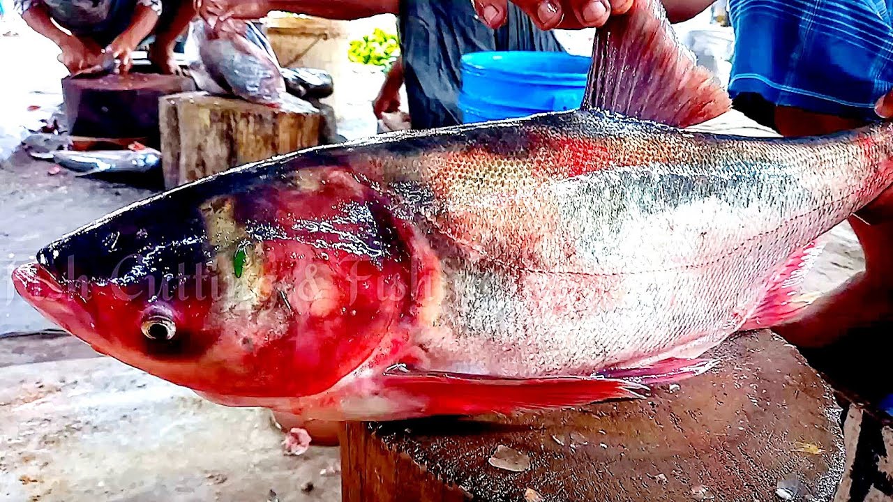 Expert Giant Live Silver Carp Fish Cutting Skills | Silver Carp Fish ...
