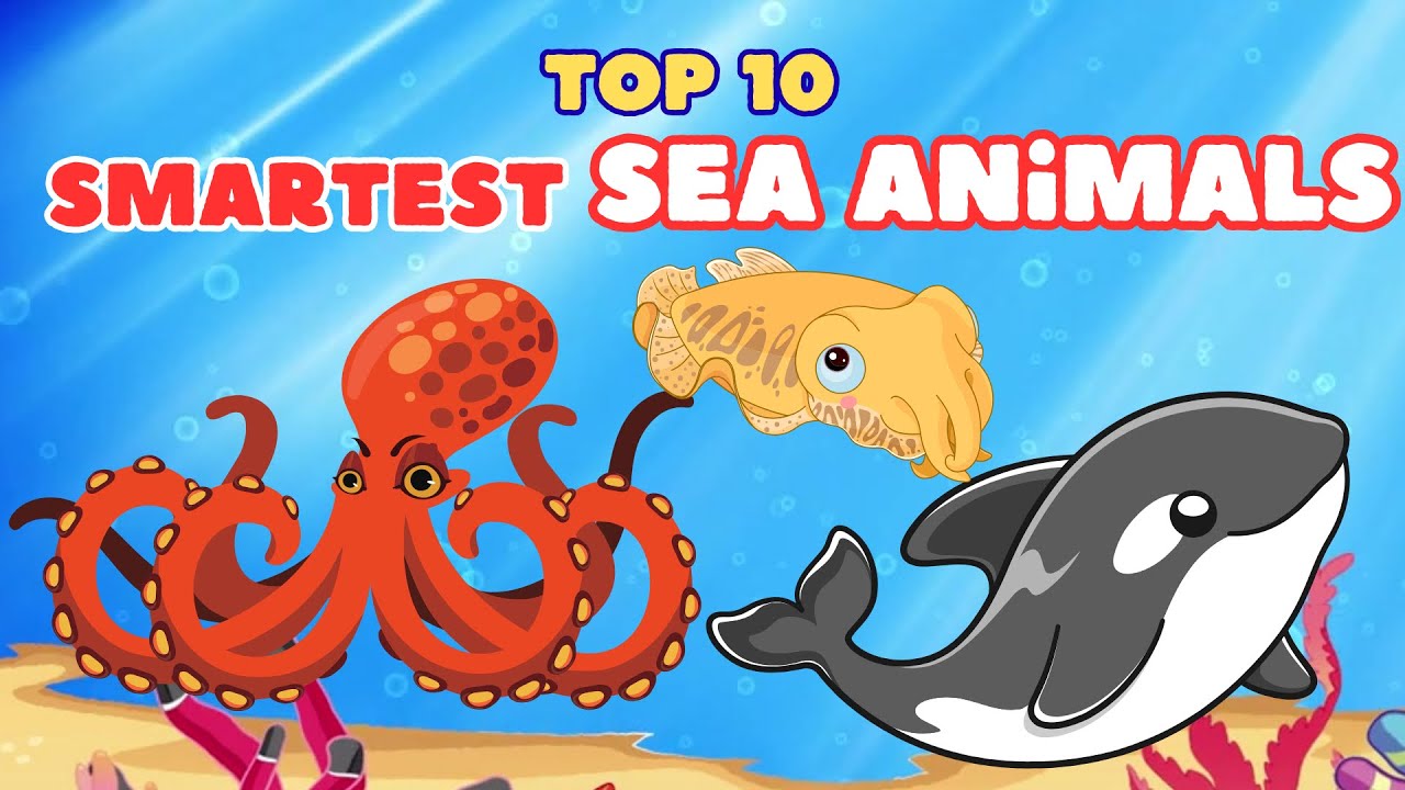 The Smartest Sea Creatures in the Ocean! Who Do You Think is #1? Fun ...