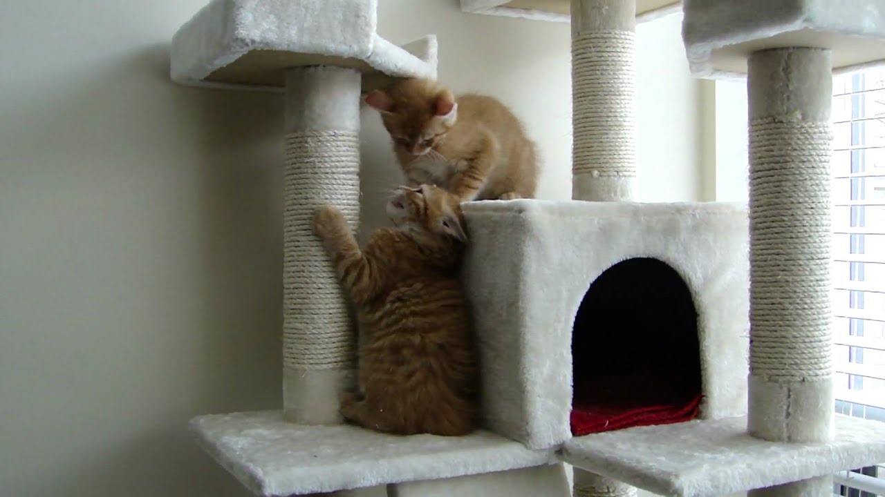 4 kittens at play - YouTube