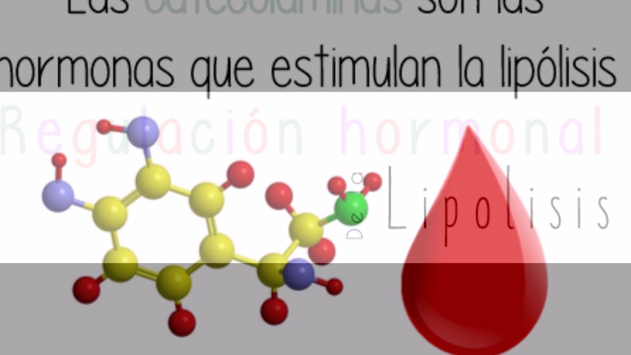 Ácidos grasos y Lipotoxicidad - YouTube