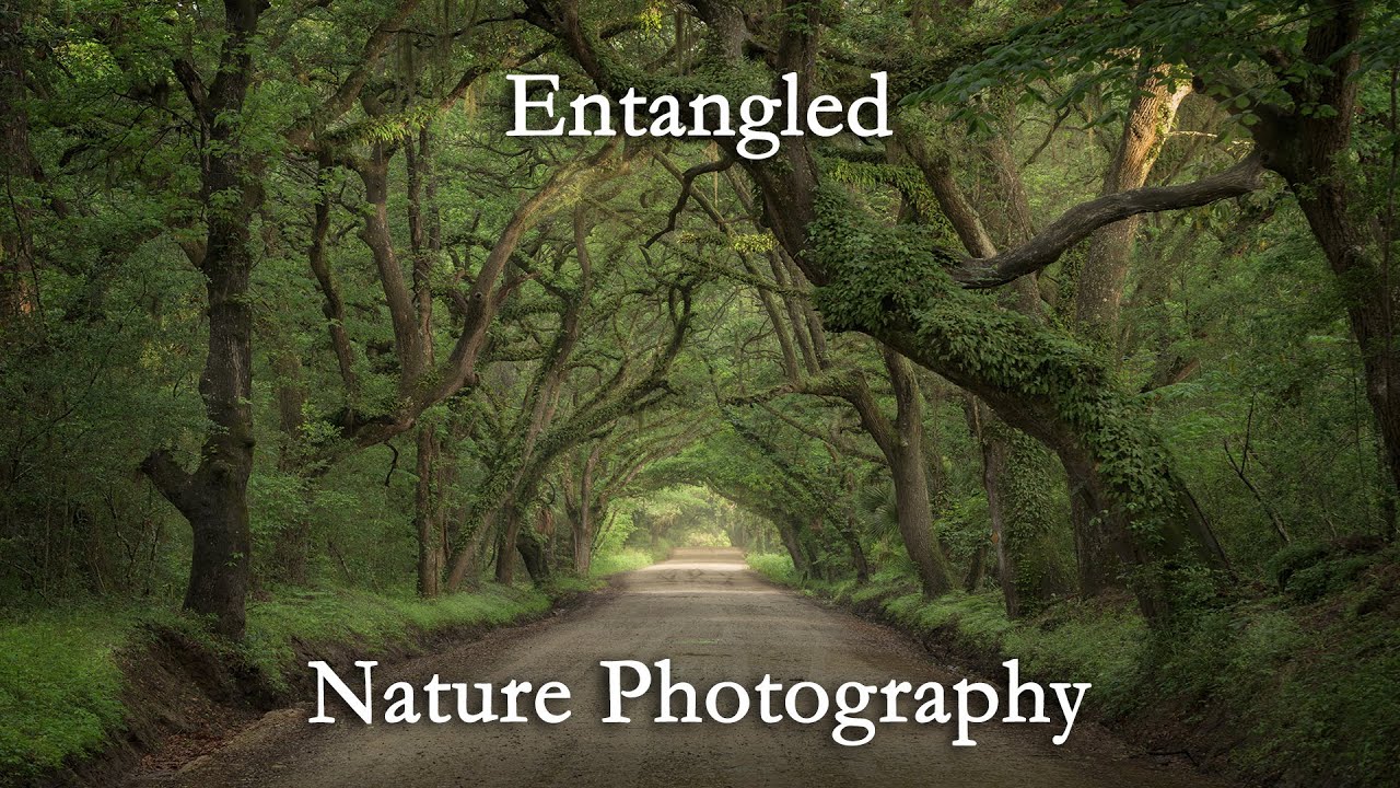 Entangled | Nature Photography Vlog - YouTube