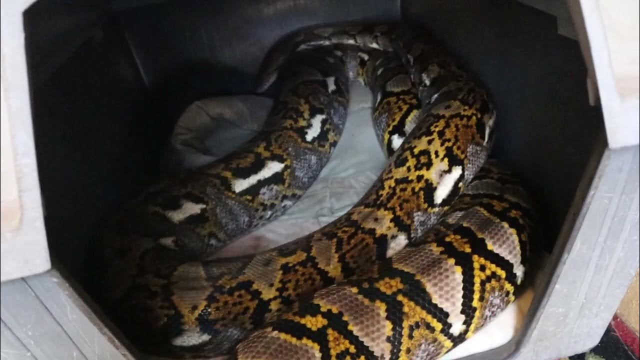 Exploration Time (Reticulated Python) - YouTube