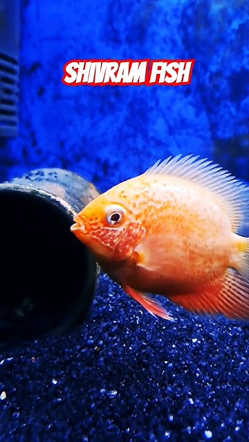 Red spotted Shivram fish || #shivramfish #aquariumtime #fish #youtubeshorts - YouTube