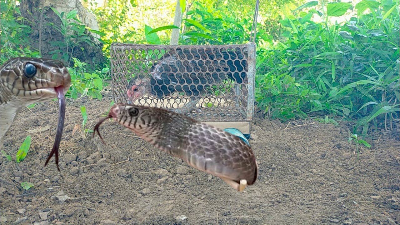 Visit the construction of easy snake traps using electric fan frame and ...