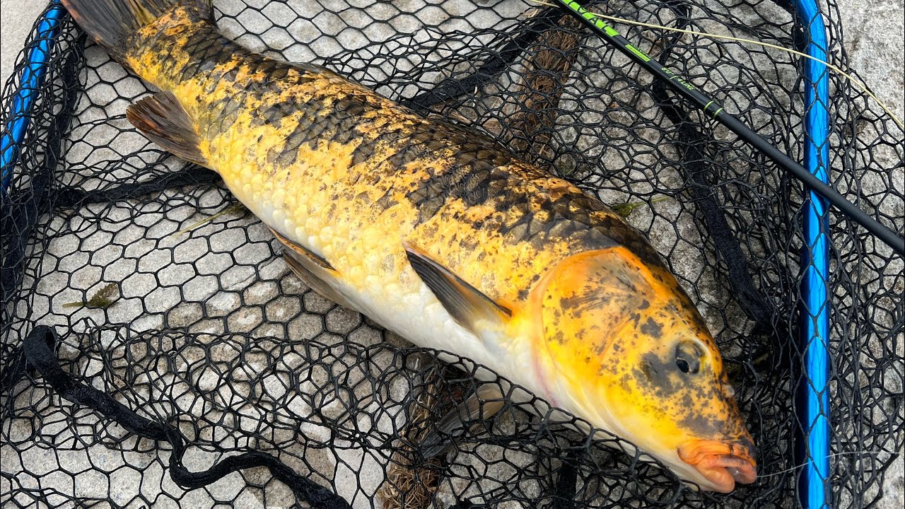 Great session sight fishing large koi on fly - YouTube
