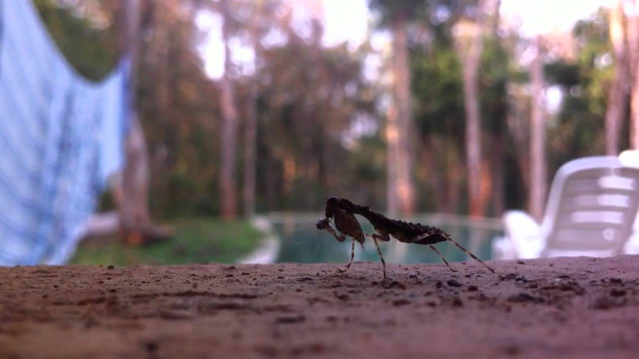 An insect eating another insect in my backyard - YouTube