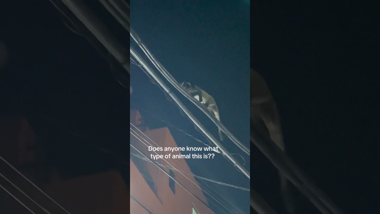 is this what a real tanuki looks like?? - YouTube