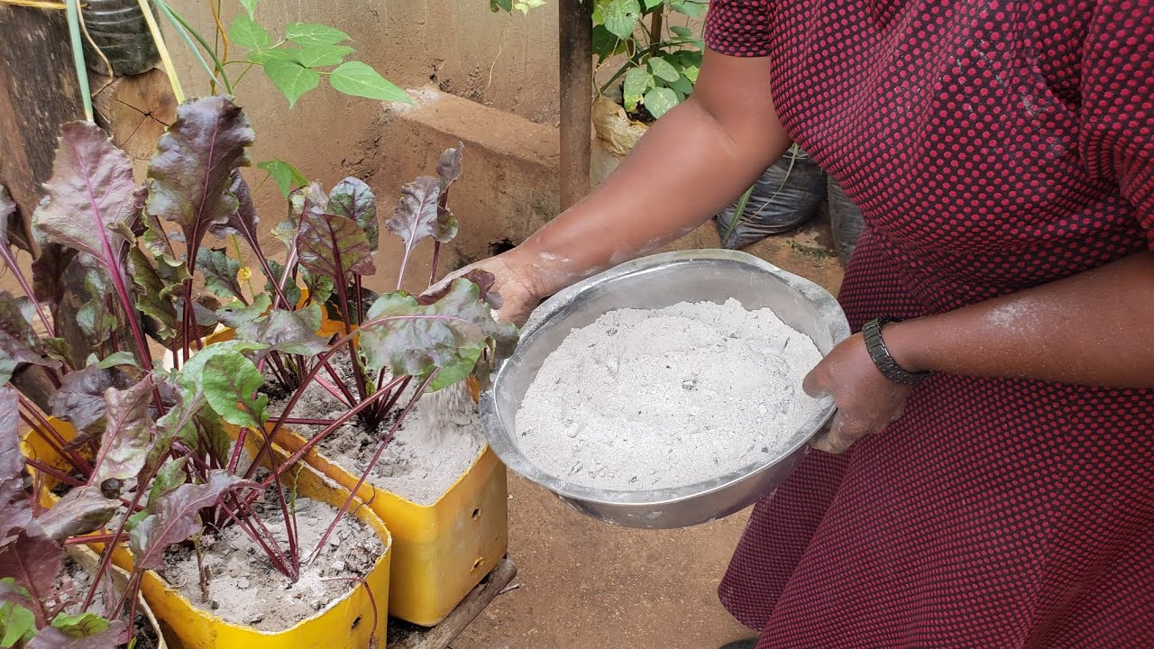 How To Control Slugs, Snails and Other Pests Using ASH? - YouTube