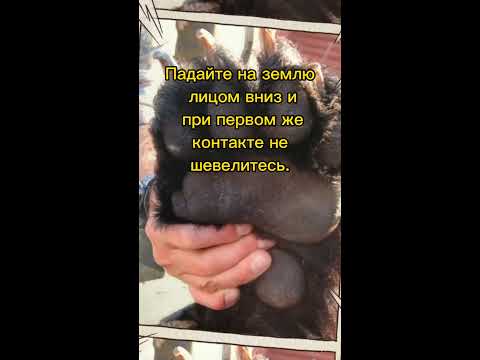 Что делать при встречи с медведем? #факты #выживание #медведь - YouTube