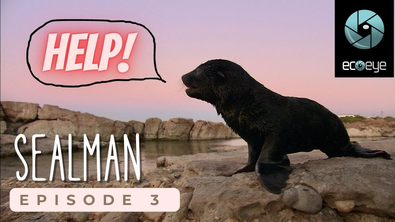 Sealman 3. If we are to help baby starving seals, what should we do ...