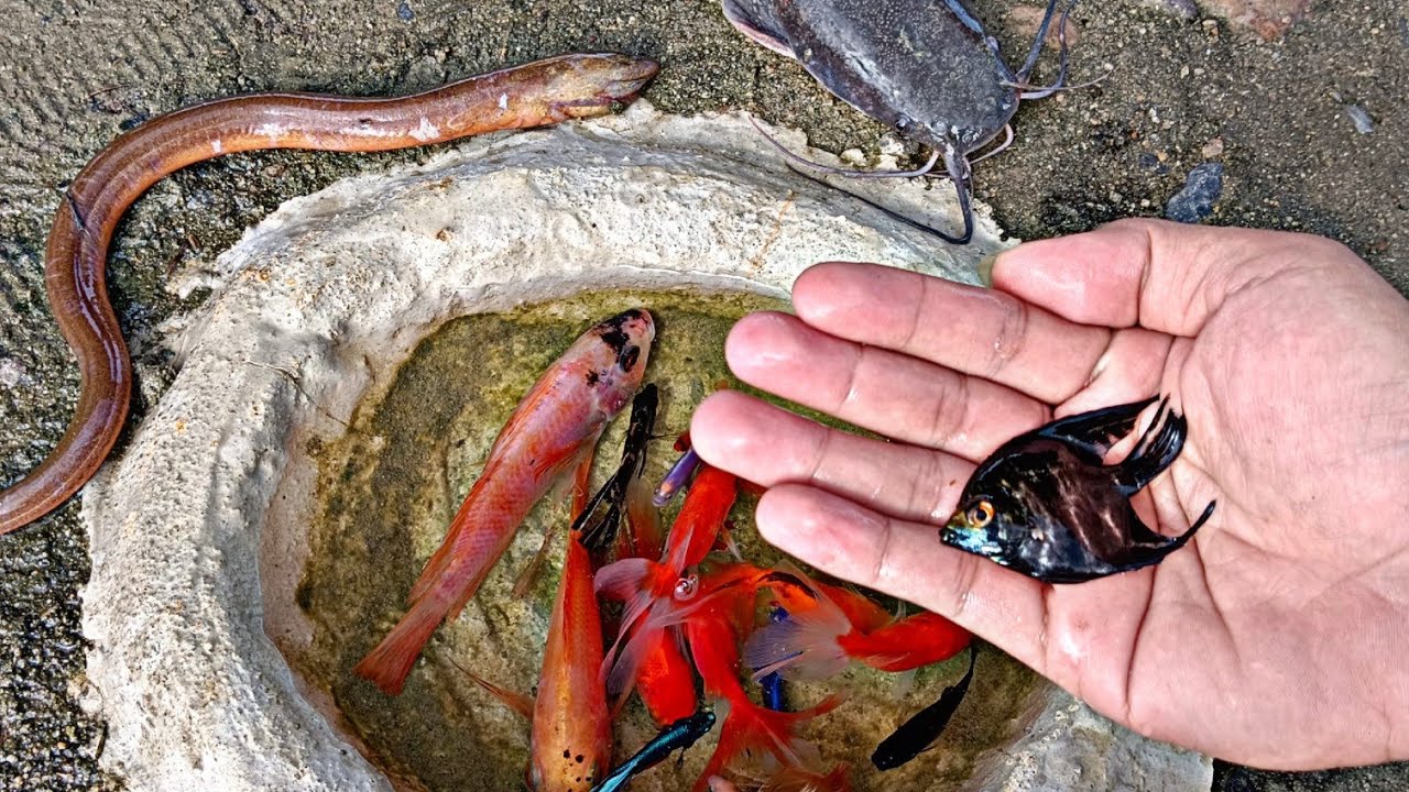 Catch colorful ornamental fish, glofish, molly fish, betta fish ...