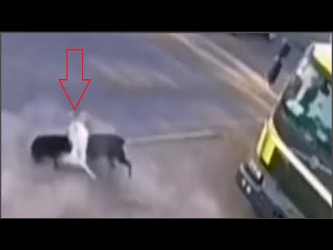 American bulldog destroys 3 stray dogs that attacked it!!!