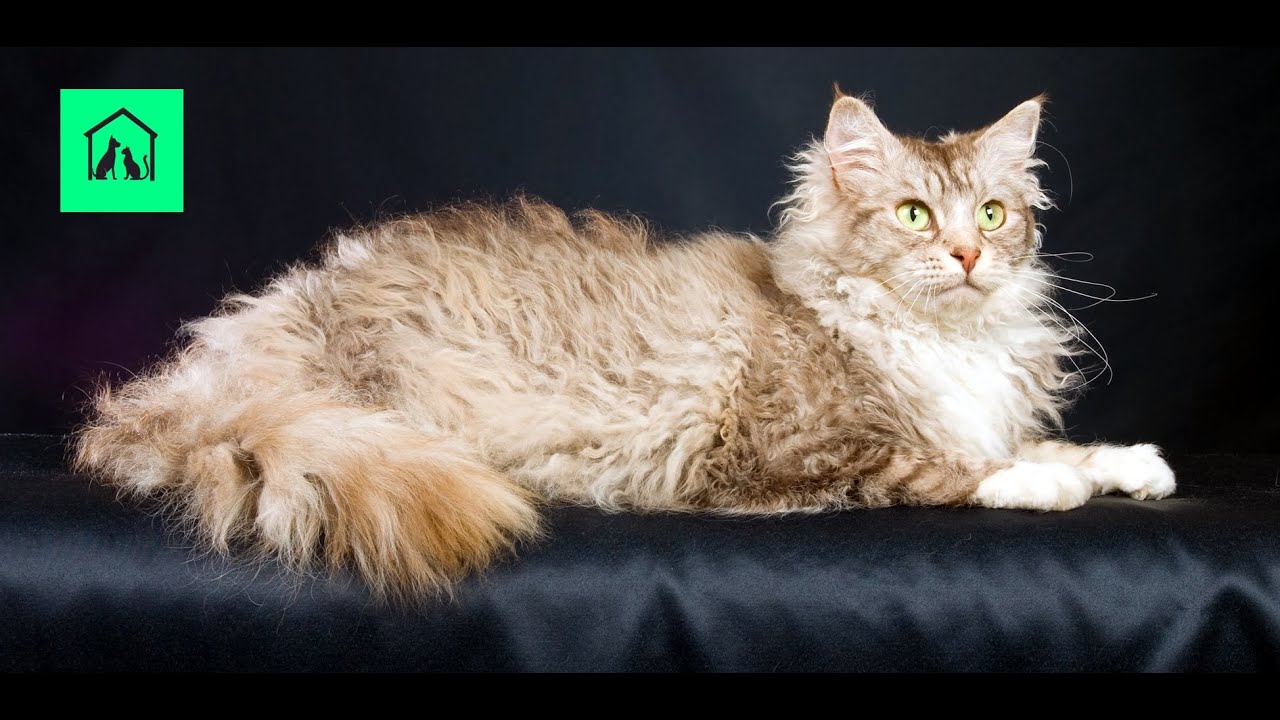 CURIOSIDADES DEL GATO LAPERM - YouTube