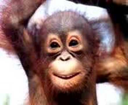 süßer affe - YouTube