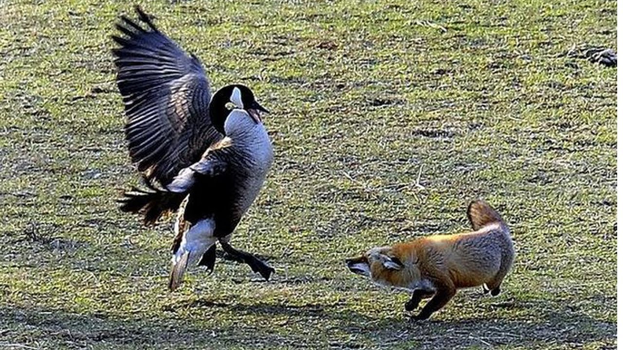 TOP FOX ATTACK ANIMALS MOMENTS - YouTube