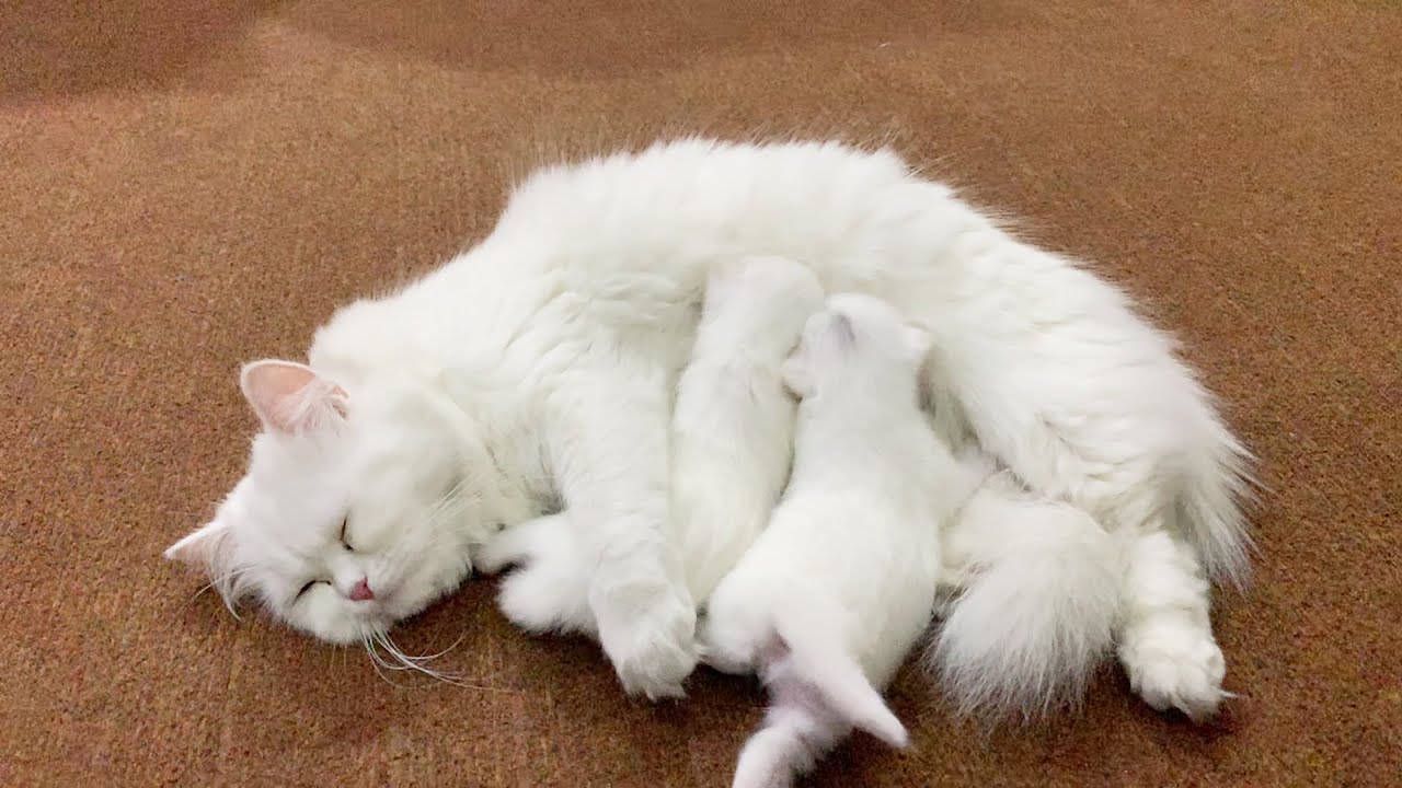 Cat giving birth to beautiful kittens part 2 - YouTube
