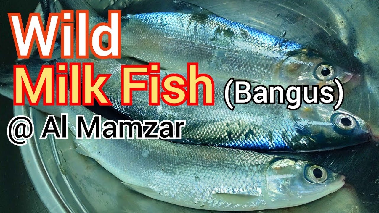 Philippine National Fish Bangus Milkfish |虱目鱼| – LYHseafood