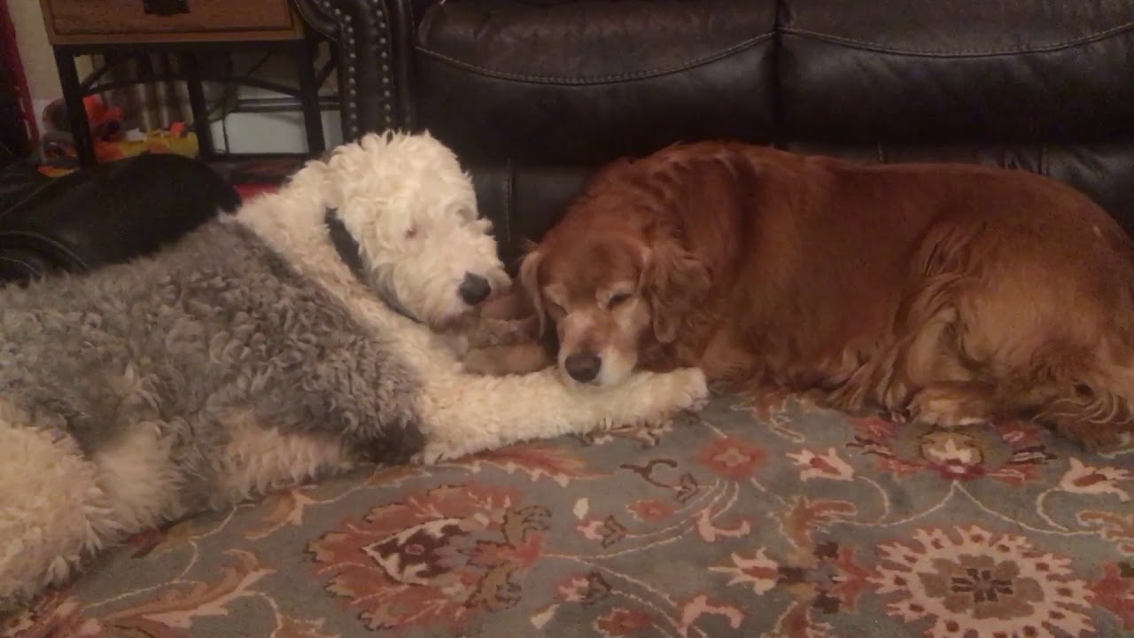 Cute dogs groom each other - YouTube