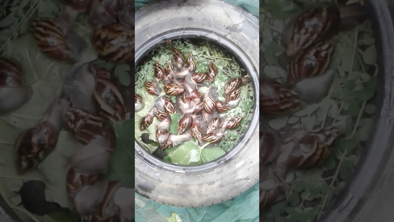 My snails tyre pen(1) - YouTube