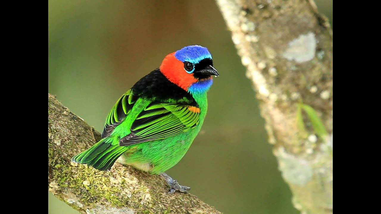 Exemplos De Passaros