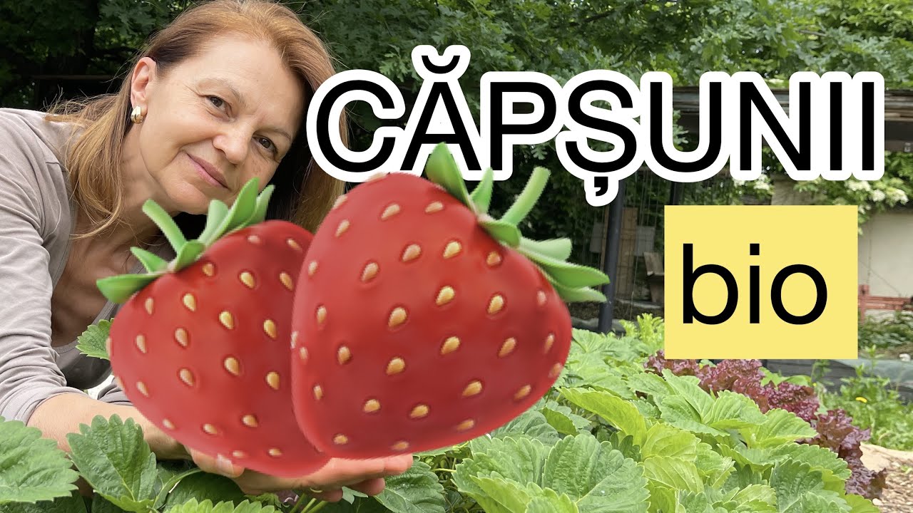 Cultura bio de capsuni in gradina. Cu sau fara folie de mulcire ? - YouTube