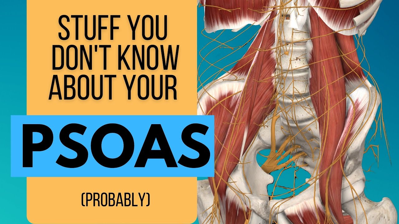 3D Anatomy of the Psoas // Massage for the Psoas // Iliopsoas Anatomy ...