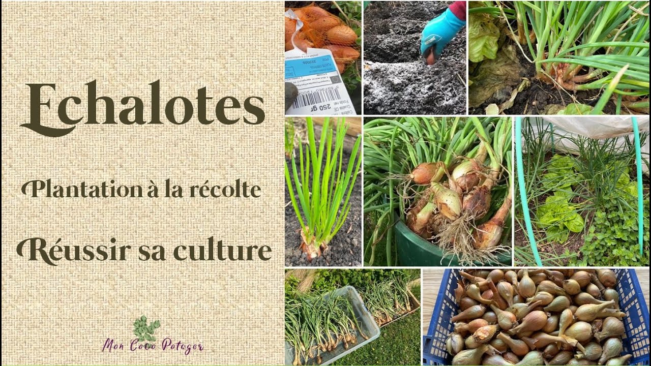 Les échalotes de la plantation à la récolte - Comparatif 2021 2022 ...