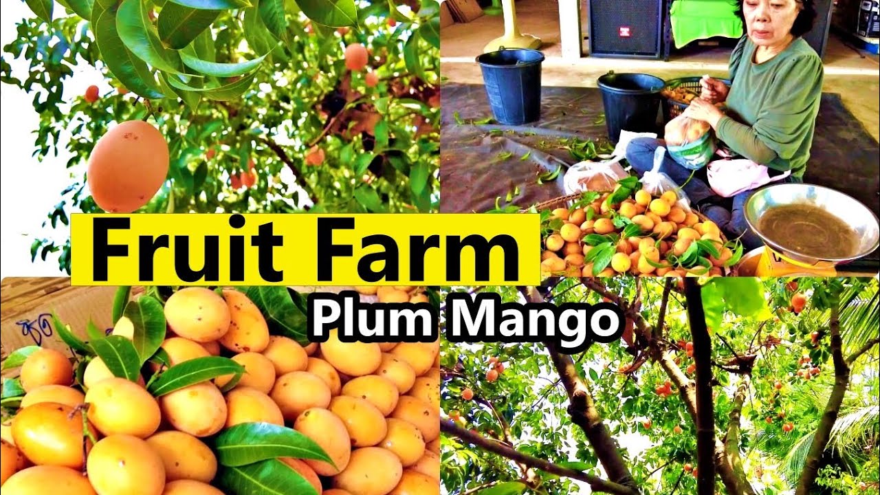 Tasting Thai Fruits - Thai plango fruit | marian plum | Plum Mango ...
