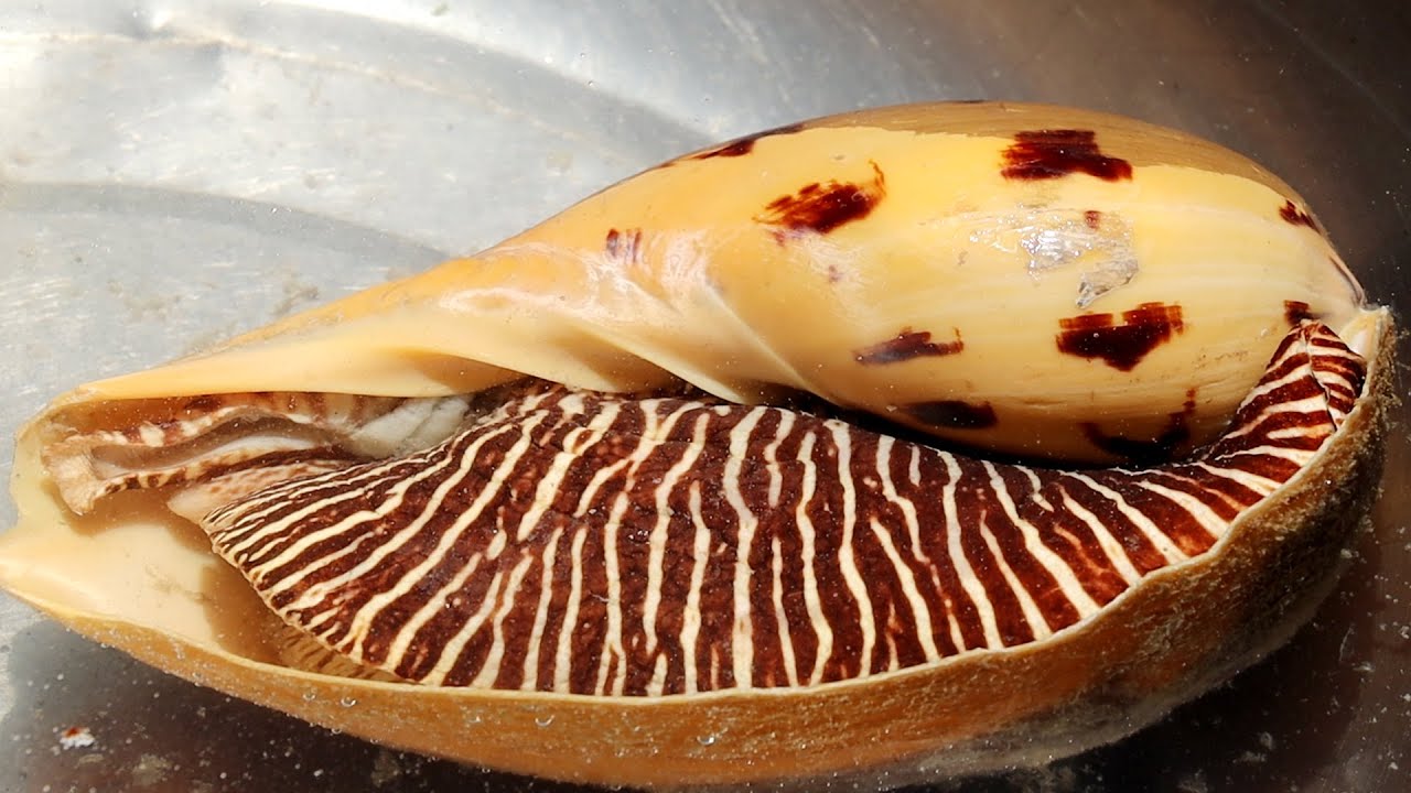 Cooking Giant Sea Snails with Bell Peppers - Yummy Seafood Recipe - YouTube