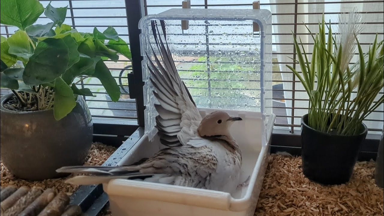 Ringneck dove Skippy enjoying a real loooooooong bath in the aviary (and Ellis taking a sandbath ...