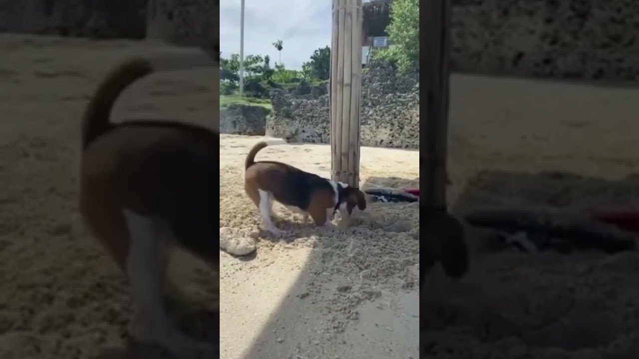 It happens when the dog is out.. - YouTube