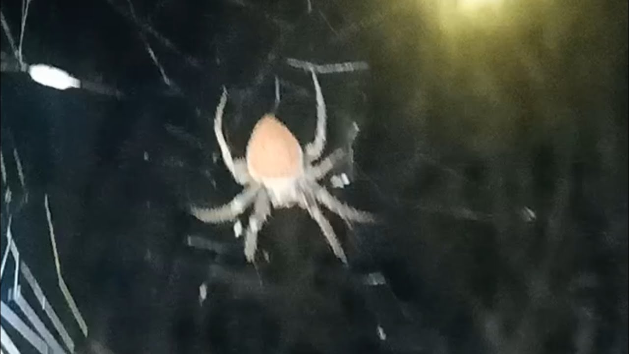 GAGAMBANG PULAHAN/PULA#gagambafight#gagamba#spider#ma'am Liza channel ...