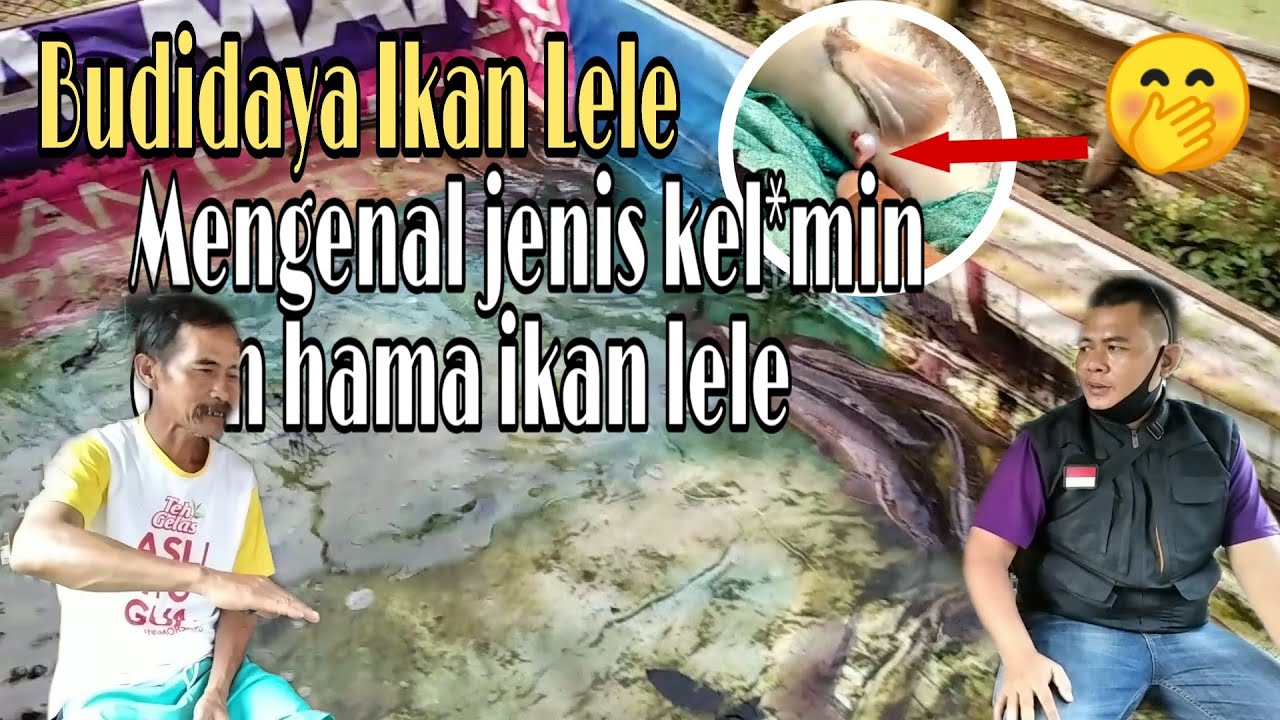 Belajar budidaya ikan lele | hama lele yang harus di antisipasi - YouTube