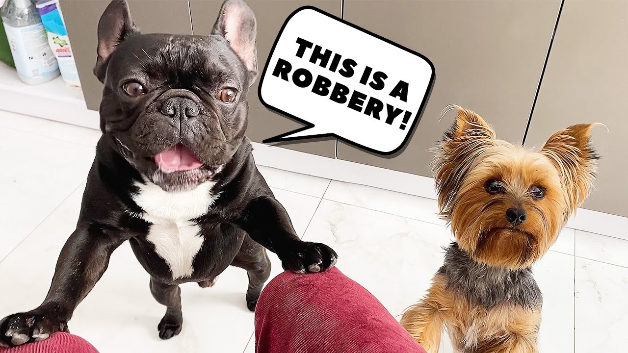 French Bulldog and Yorkie want an apple / Dog Blog - YouTube