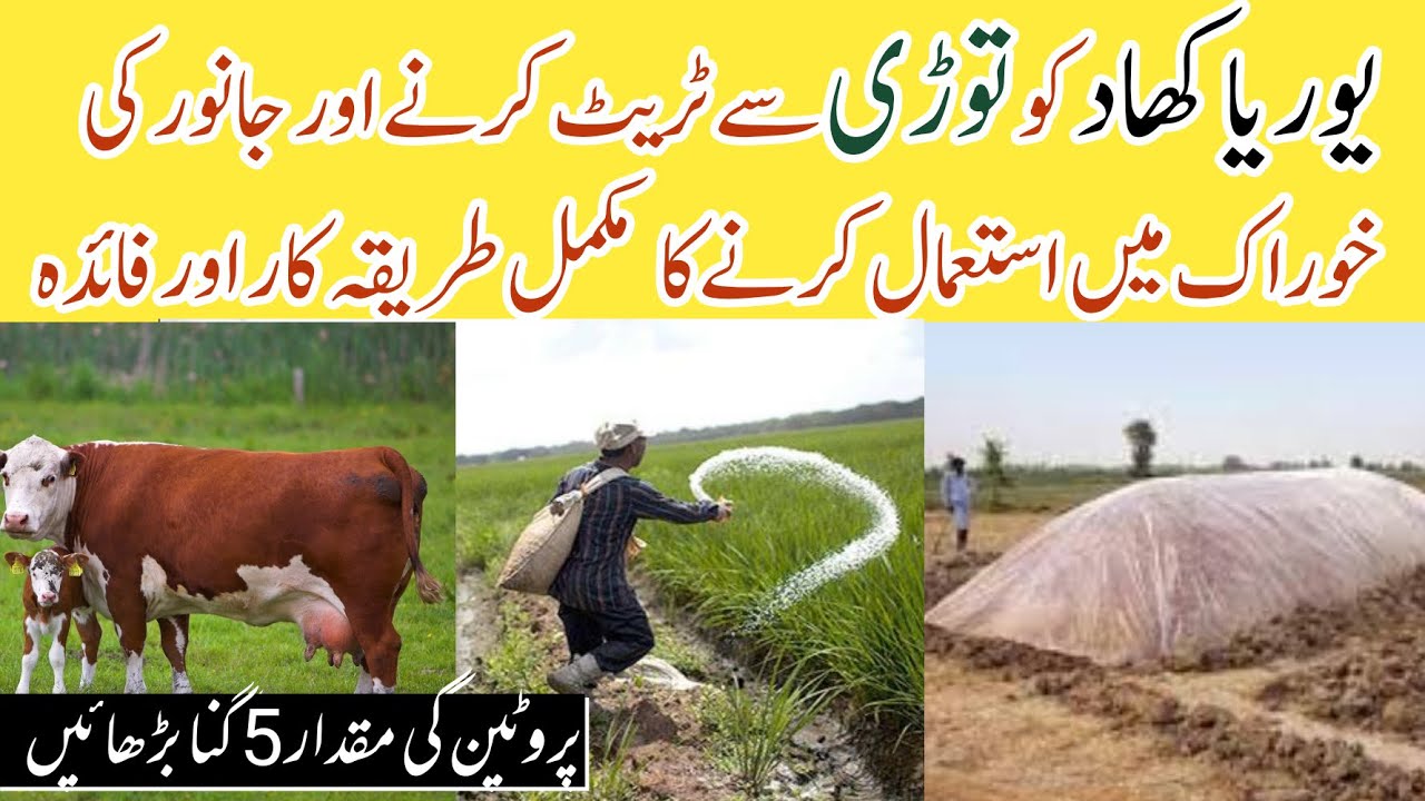 Urea Treated Wheat Straw for Dairy Cows | urea treatment of wheat straw ...